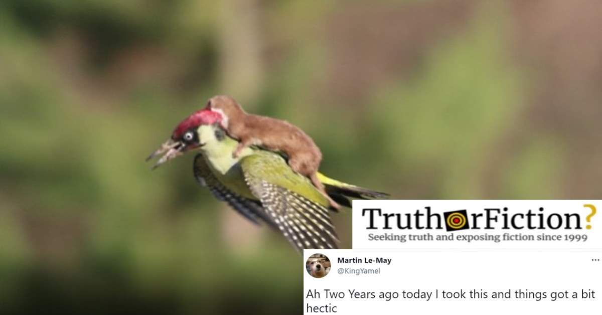 The Legend of ‘#WeaselPecker’ – Truth or Fiction?