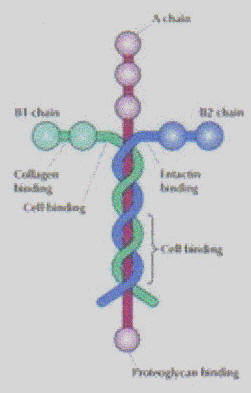Laminin, a protein important to the body, is in the shape of a cross ...