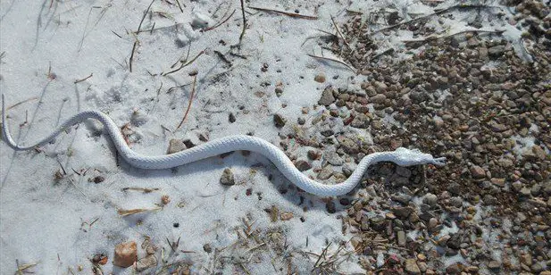 SNOW-SNAKE-thumbnail – Truth or Fiction?