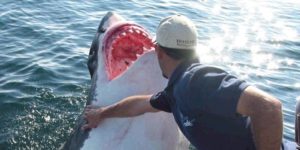 The fisherman who befriended a great white shark-Fiction! – Truth or ...