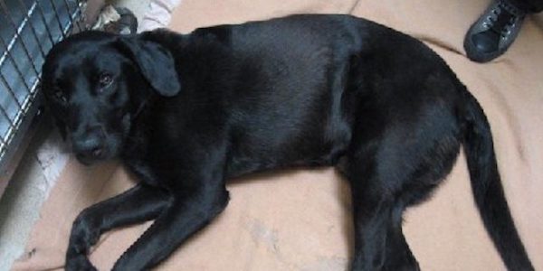 Reggie the Black Lab's Adoption-Fiction! – Truth or Fiction?