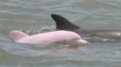 Rare pink dolphin sighted in Louisiana-Truth! - Truth or Fiction?