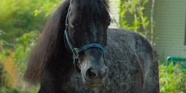 Molly, the horse with an artificial leg-Truth! – Truth or Fiction? Molly, the horse with an artificial leg-Truth! – Truth or Fiction?