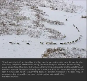 Photograph of a Wolf Pack Explains ‘Alpha’ Behavior? – Truth or Fiction?