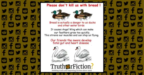Is Bread Bad for Ducks? – Truth or Fiction?