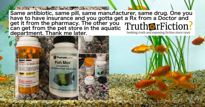 Fish Mox: ‘Same Antibiotic, Same Pill, Same Manufacturer, Same Drug’ as ...
