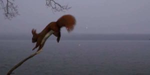 Do Squirrels Land Like Superheroes When They Jump? – Truth or Fiction?
