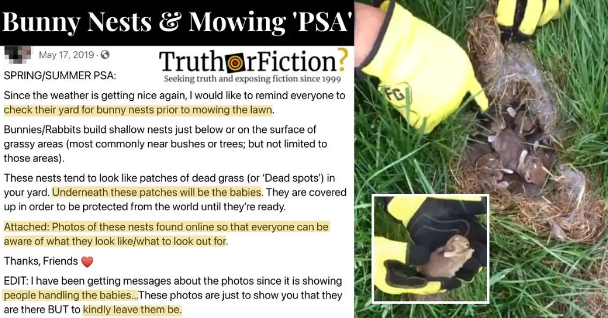 ‘Spring/Summer PSA’ on Rabbit Nests and Mowing – Truth or Fiction?