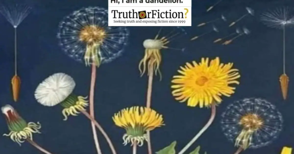 'Hello, I'm a Dandelion' - Truth or Fiction?