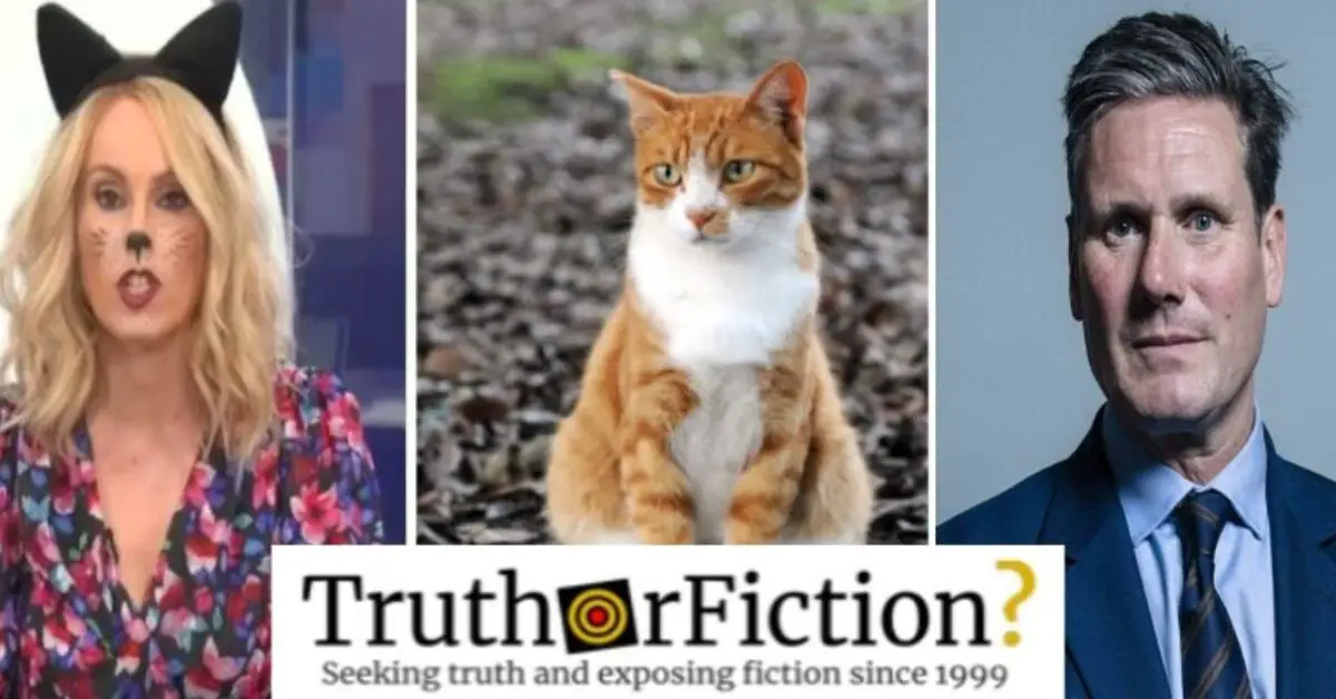 British Media Further Spreads Myth About ‘Students Identifying as Cats ...
